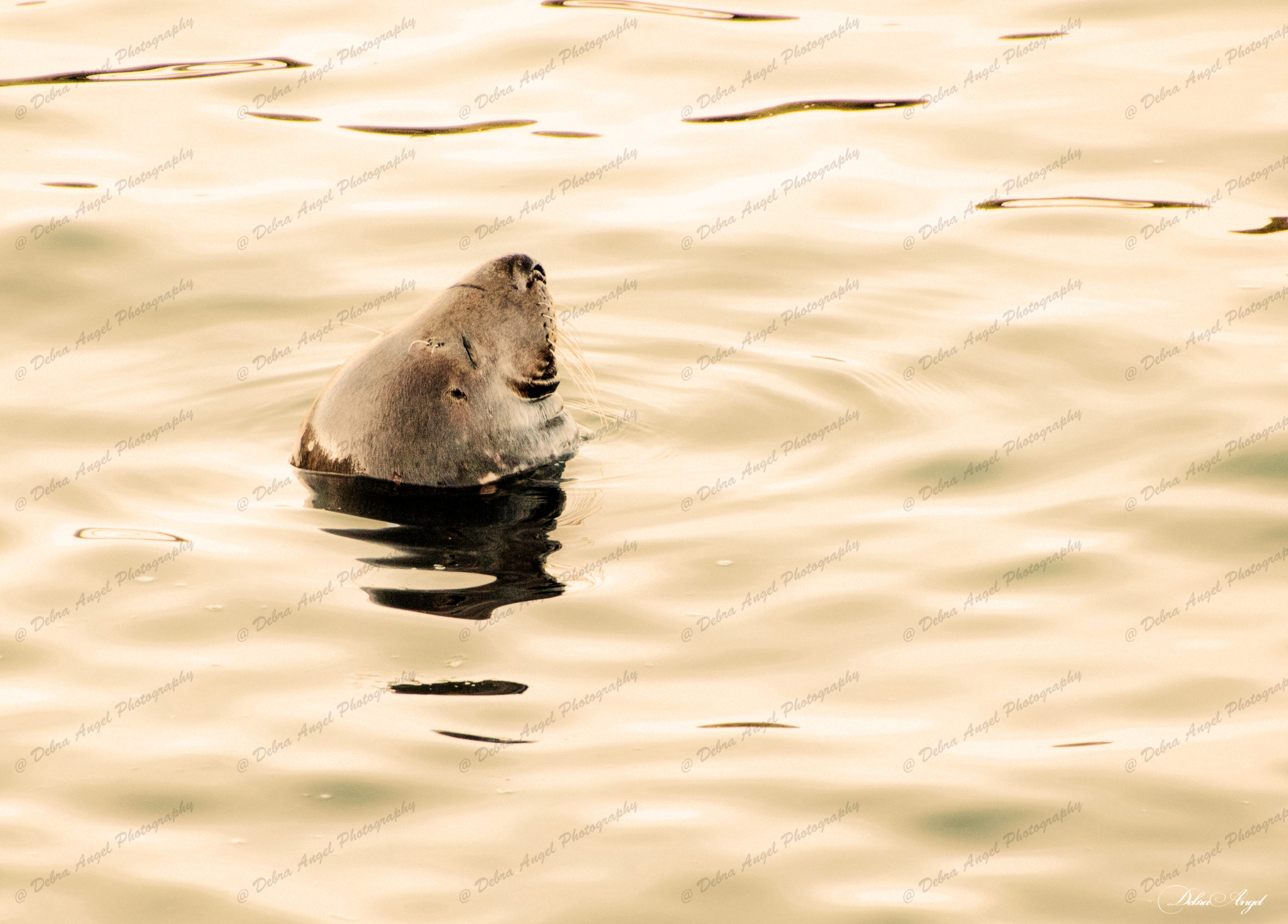 Debra Angel Photography – Freelance commercial photographer Commercial ...