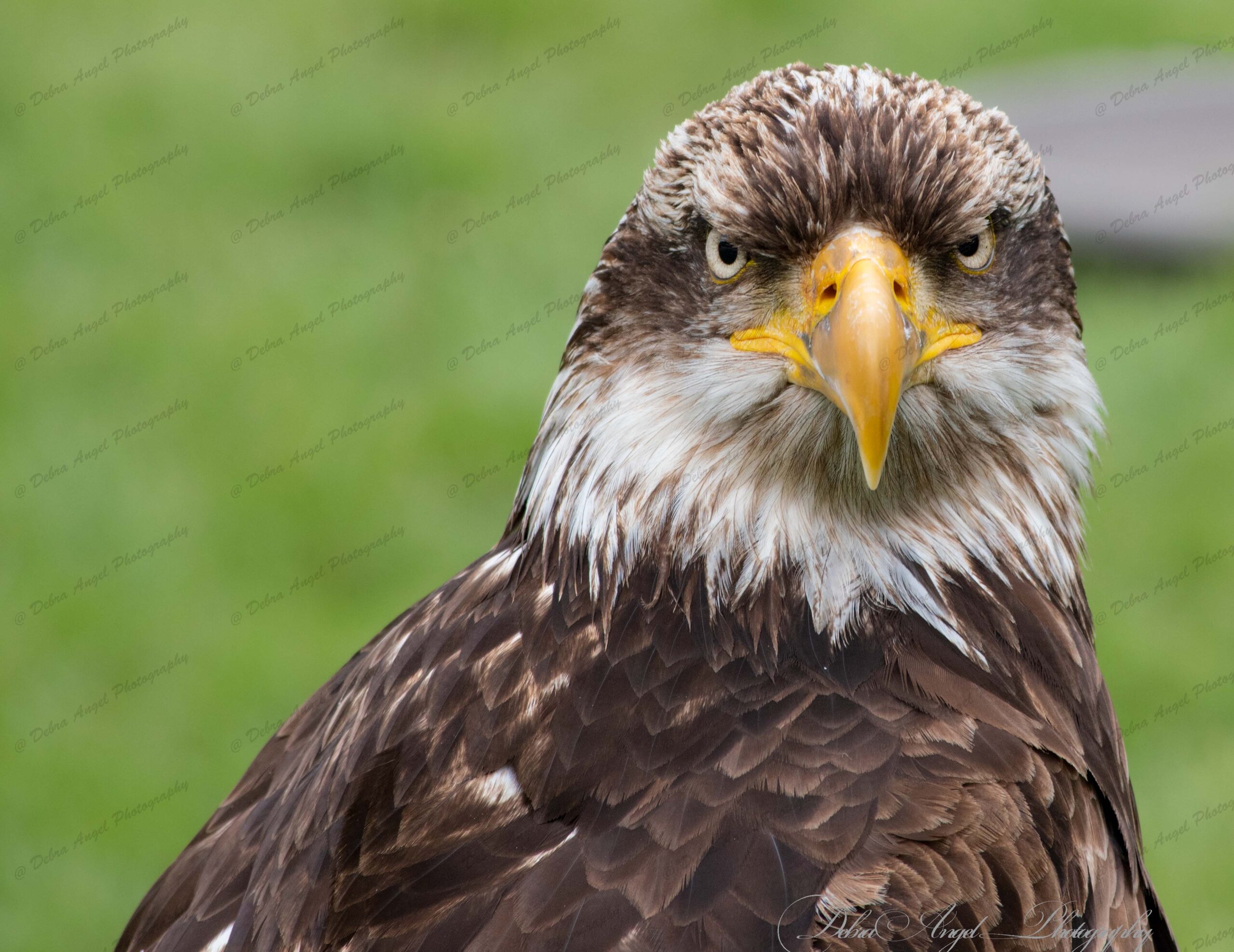 Debra Angel Photography – Freelance commercial photographer Commercial ...