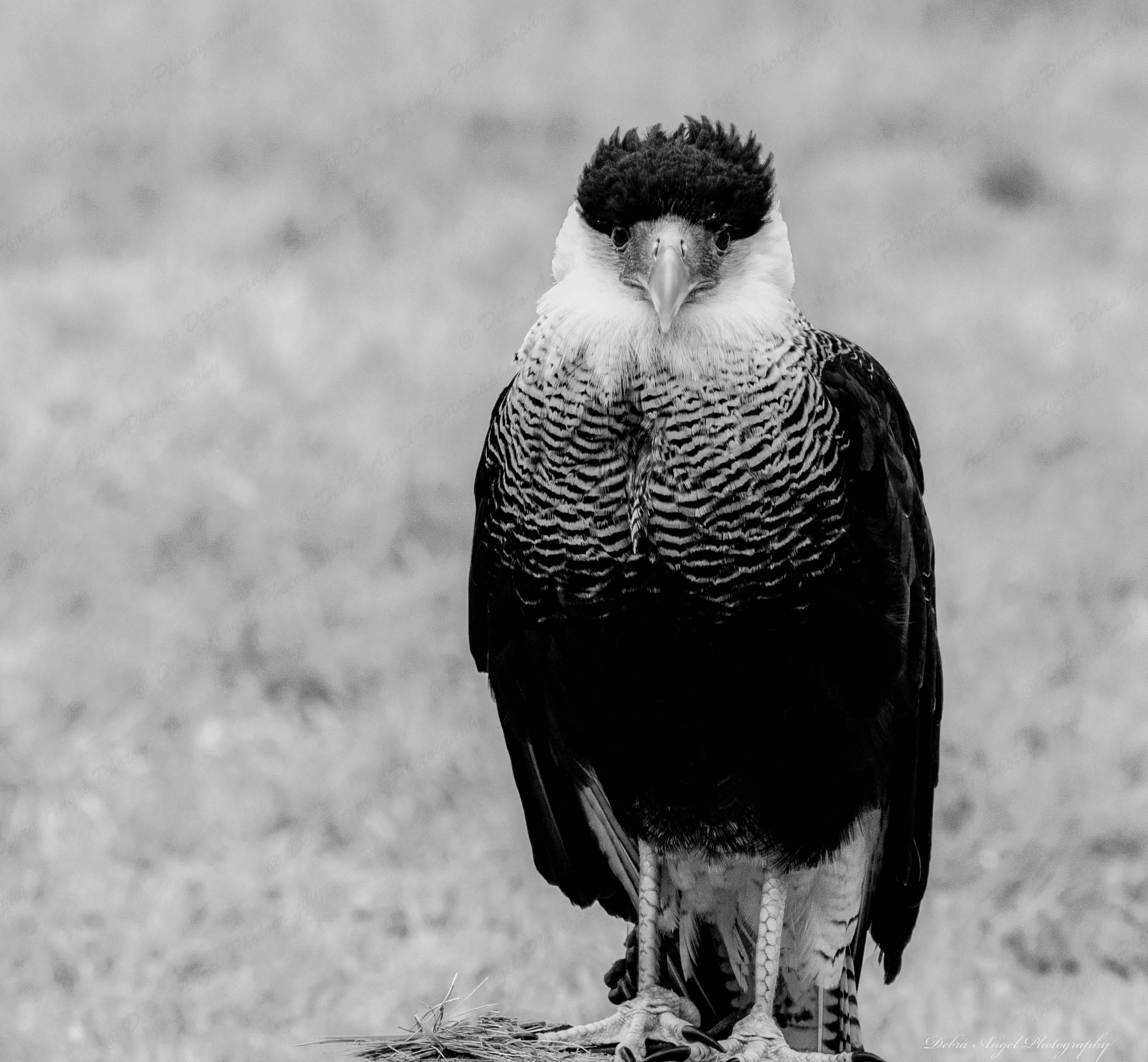 Debra Angel Photography – Freelance commercial photographer Commercial ...