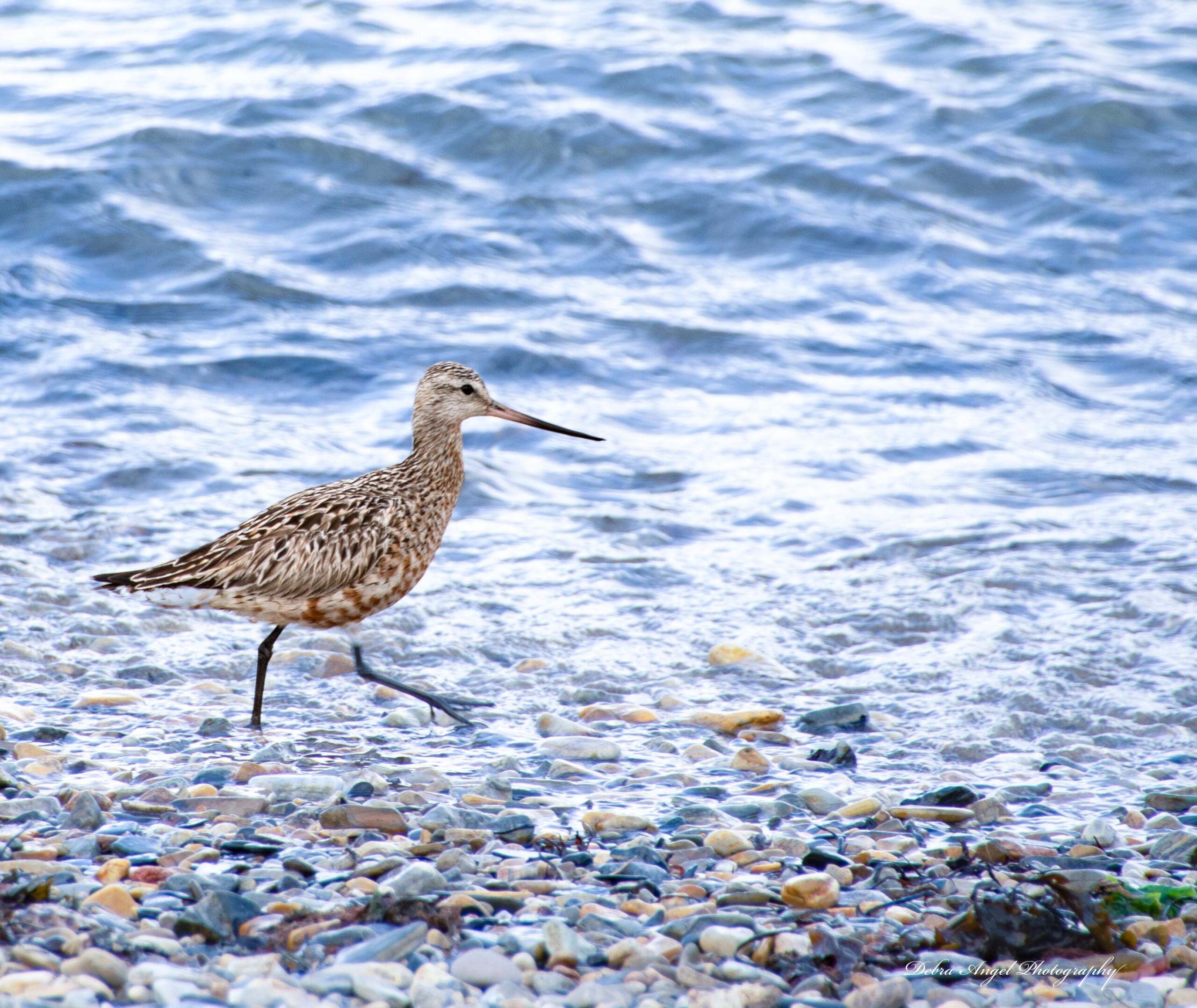 Debra Angel Photography – Freelance commercial photographer Commercial ...